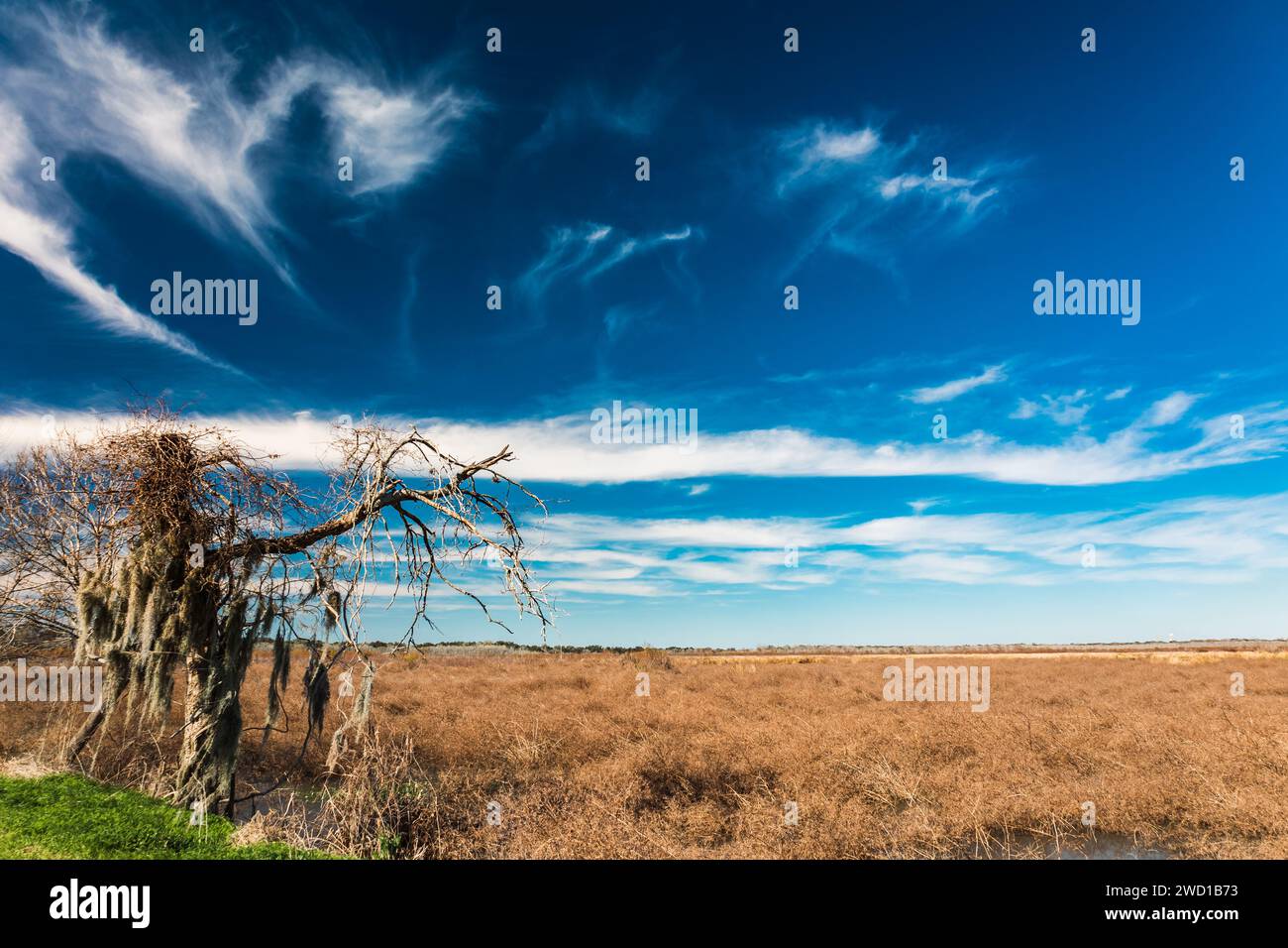 Brazos Bend State Park, Texas, in a beautiful sunny morning Stock Photo ...