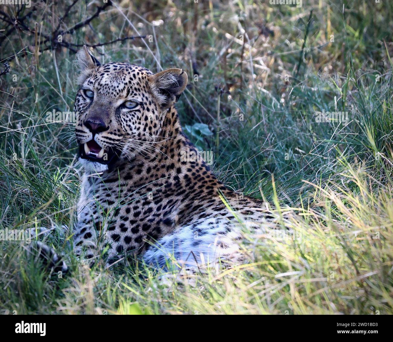 Leopardo botswana hi-res stock photography and images - Alamy
