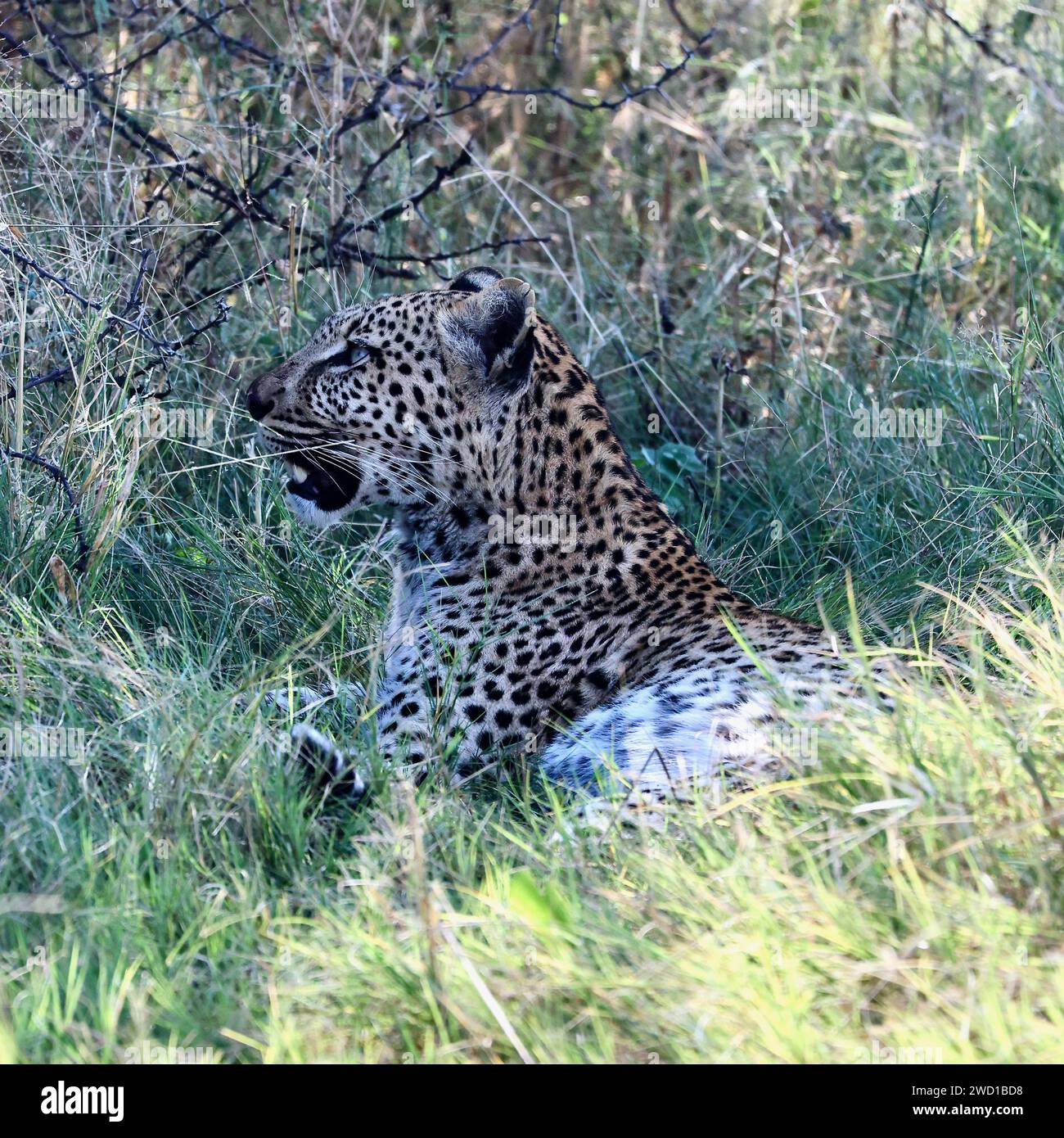 Adult Female Leopard #2 - Okavango Delta, Botswana Stock Photo - Alamy