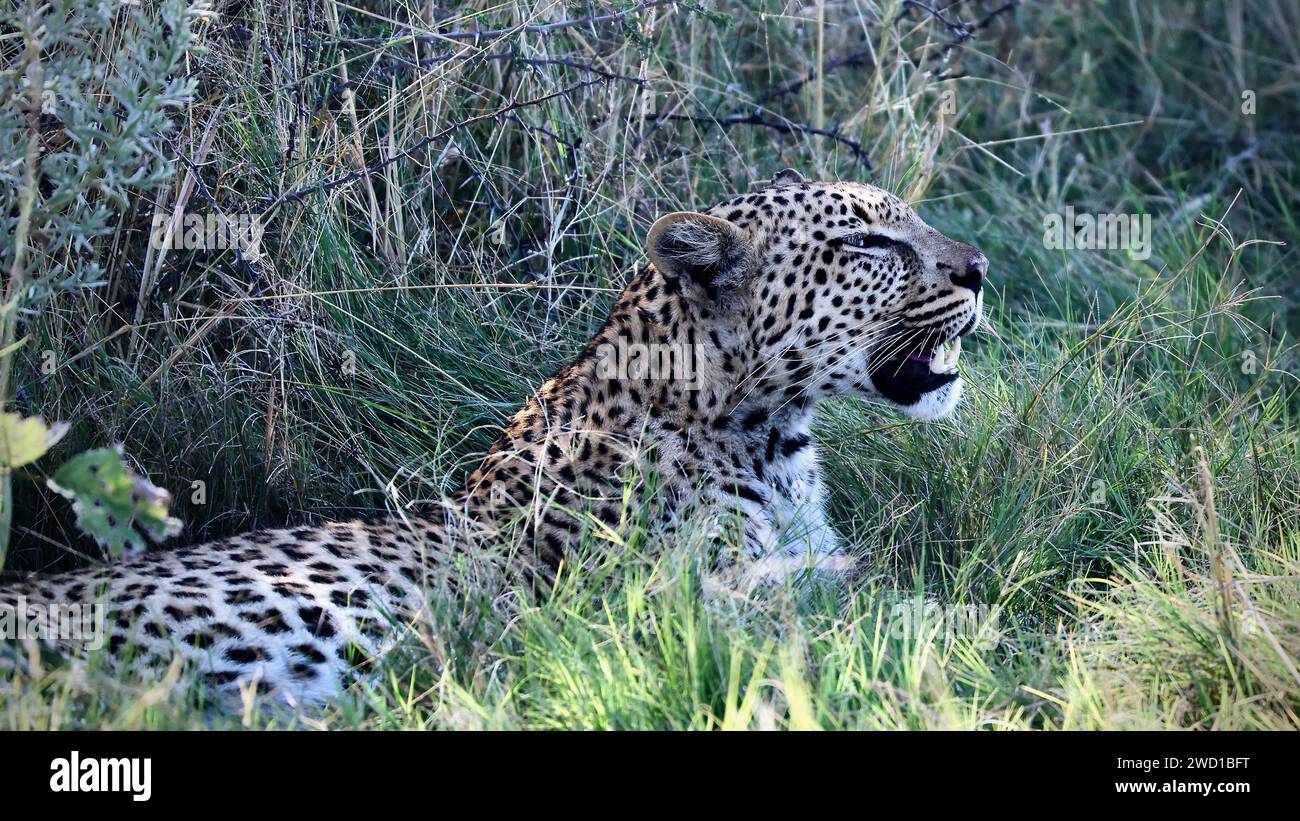 Adult Female Leopard #2 - Okavango Delta, Botswana Stock Photo - Alamy