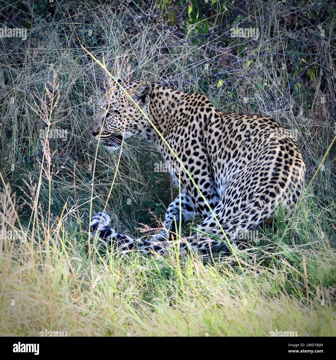 Leopardo botswana hi-res stock photography and images - Alamy