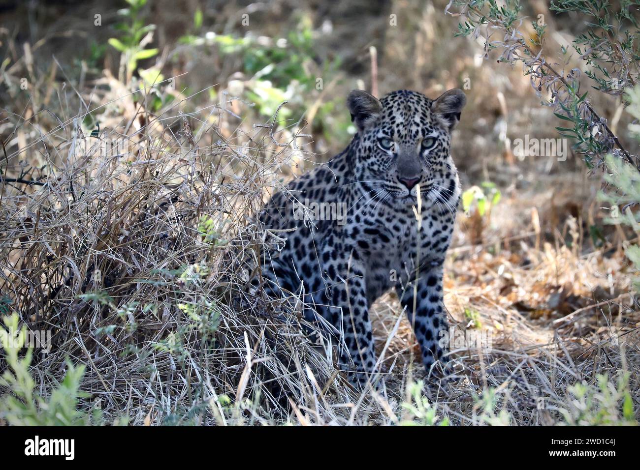 Botswana okavango island hi-res stock photography and images - Alamy