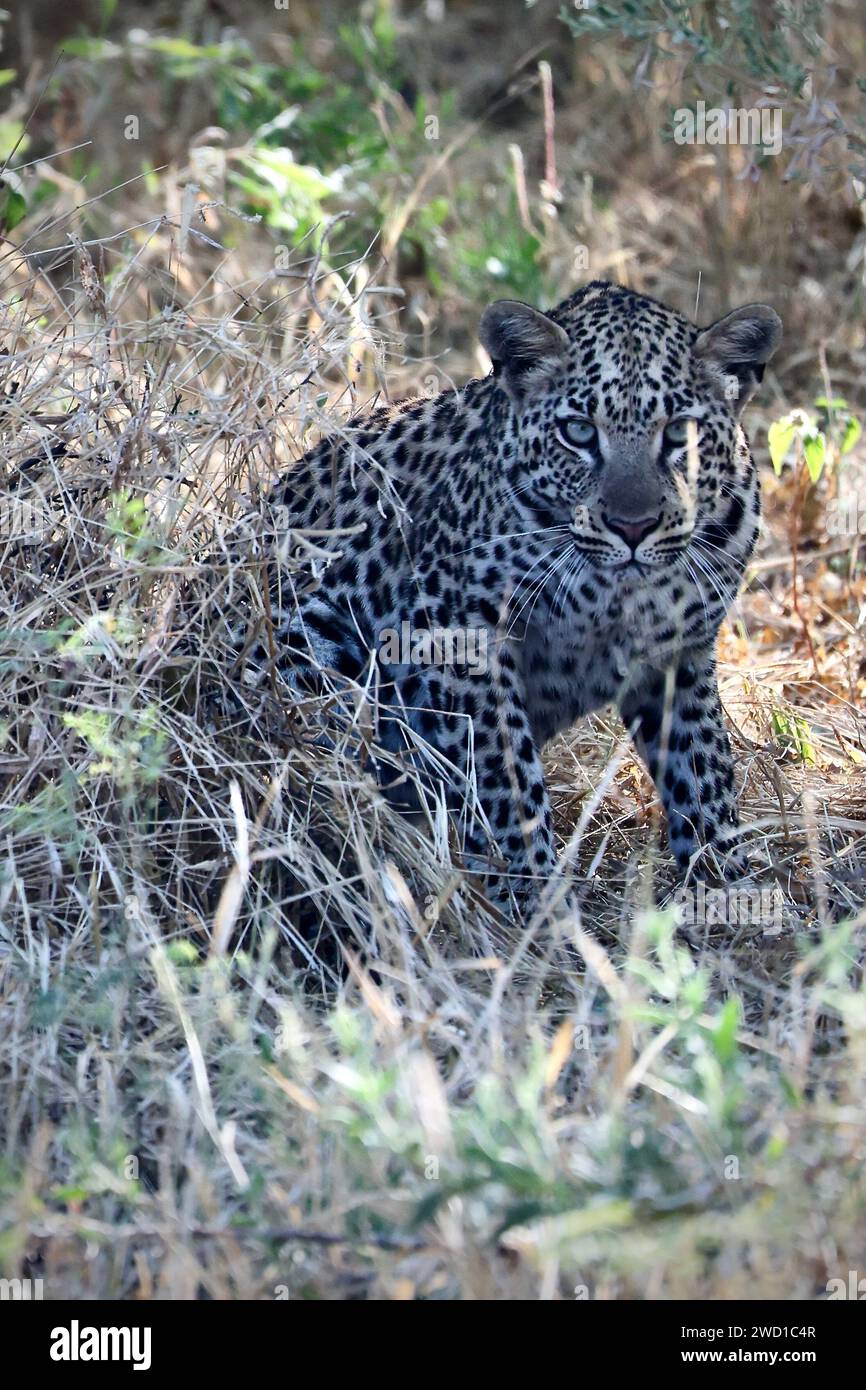 Adolescent leopard hi-res stock photography and images - Alamy