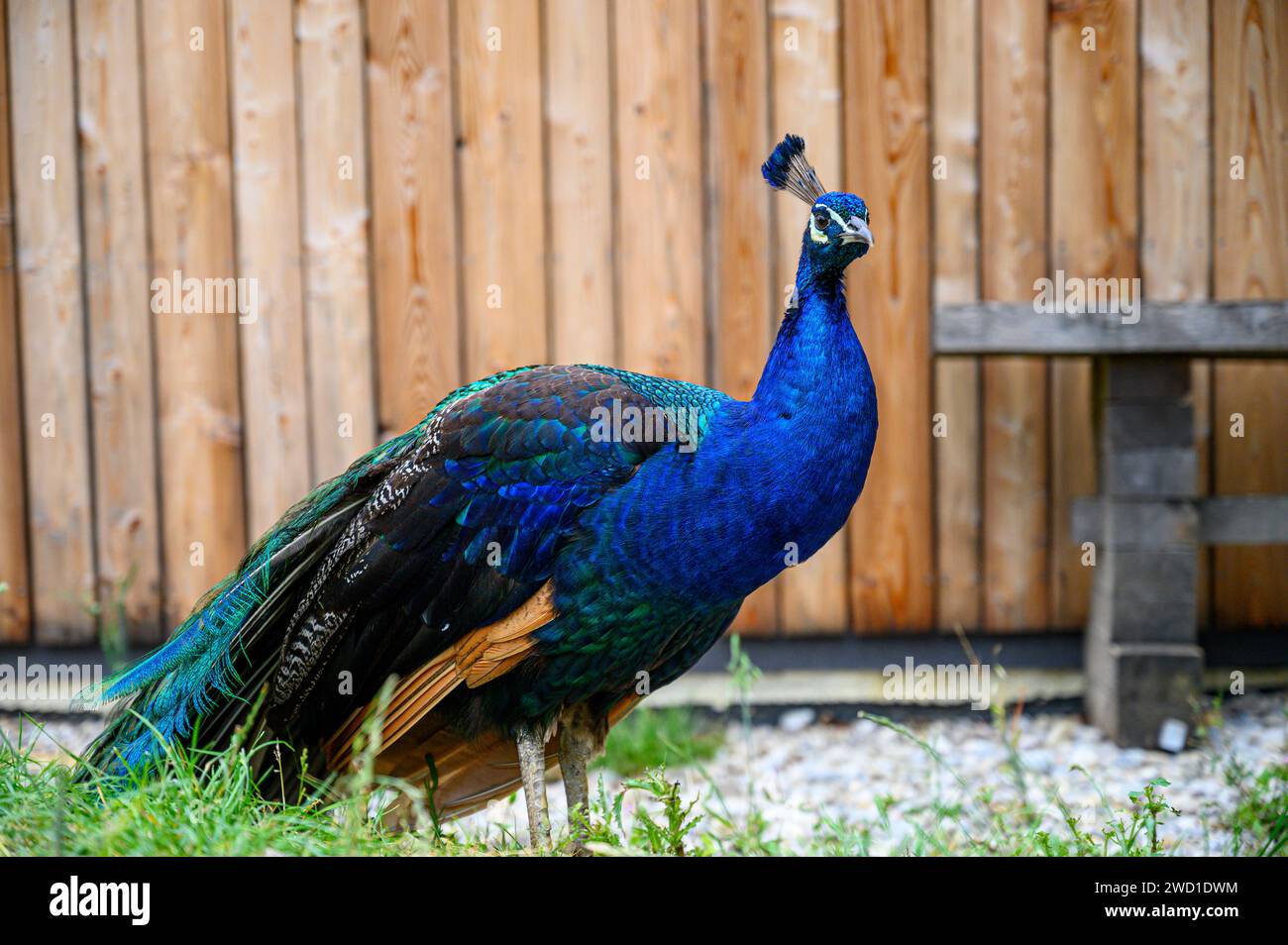 Pfau hi-res stock photography and images - Alamy