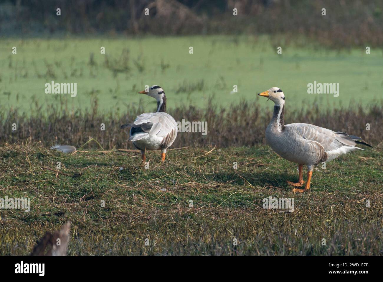 Bar headed goose bird Stock Photo - Alamy