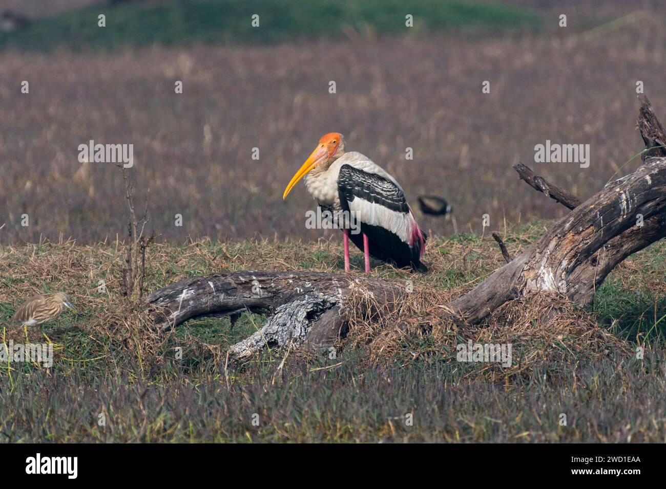 Painted stork sitting relaxed in its habitat Stock Photo - Alamy
