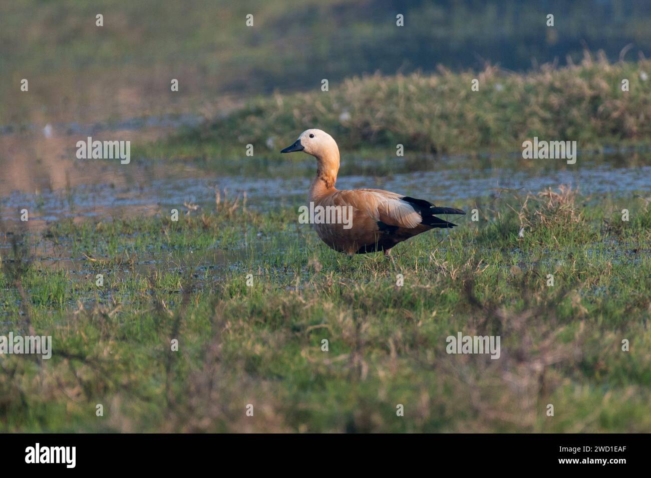 Ruddy shelduck sitting relaxed in its habitat in the wetlands Stock ...