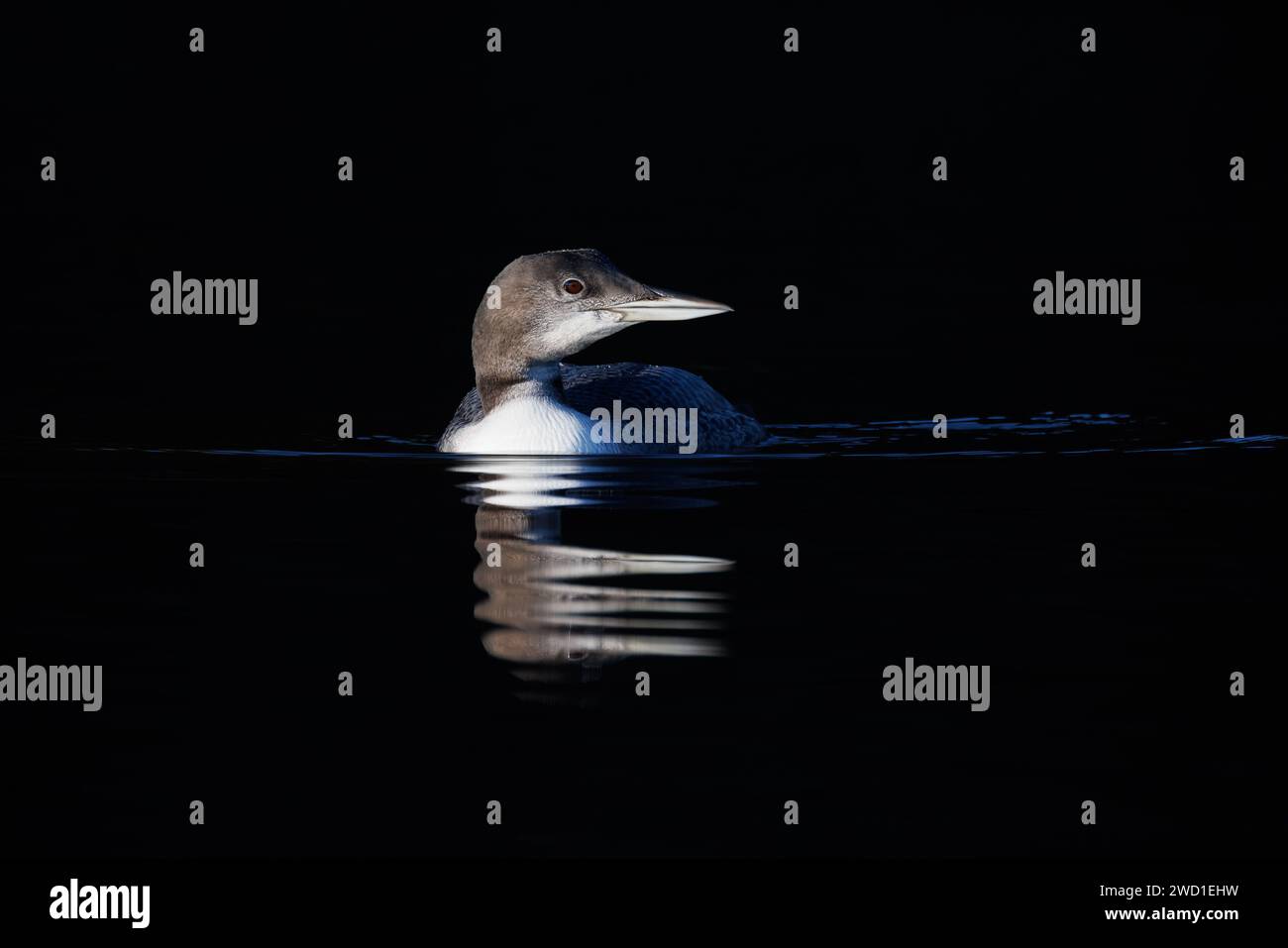 Bird with small head hi-res stock photography and images - Alamy