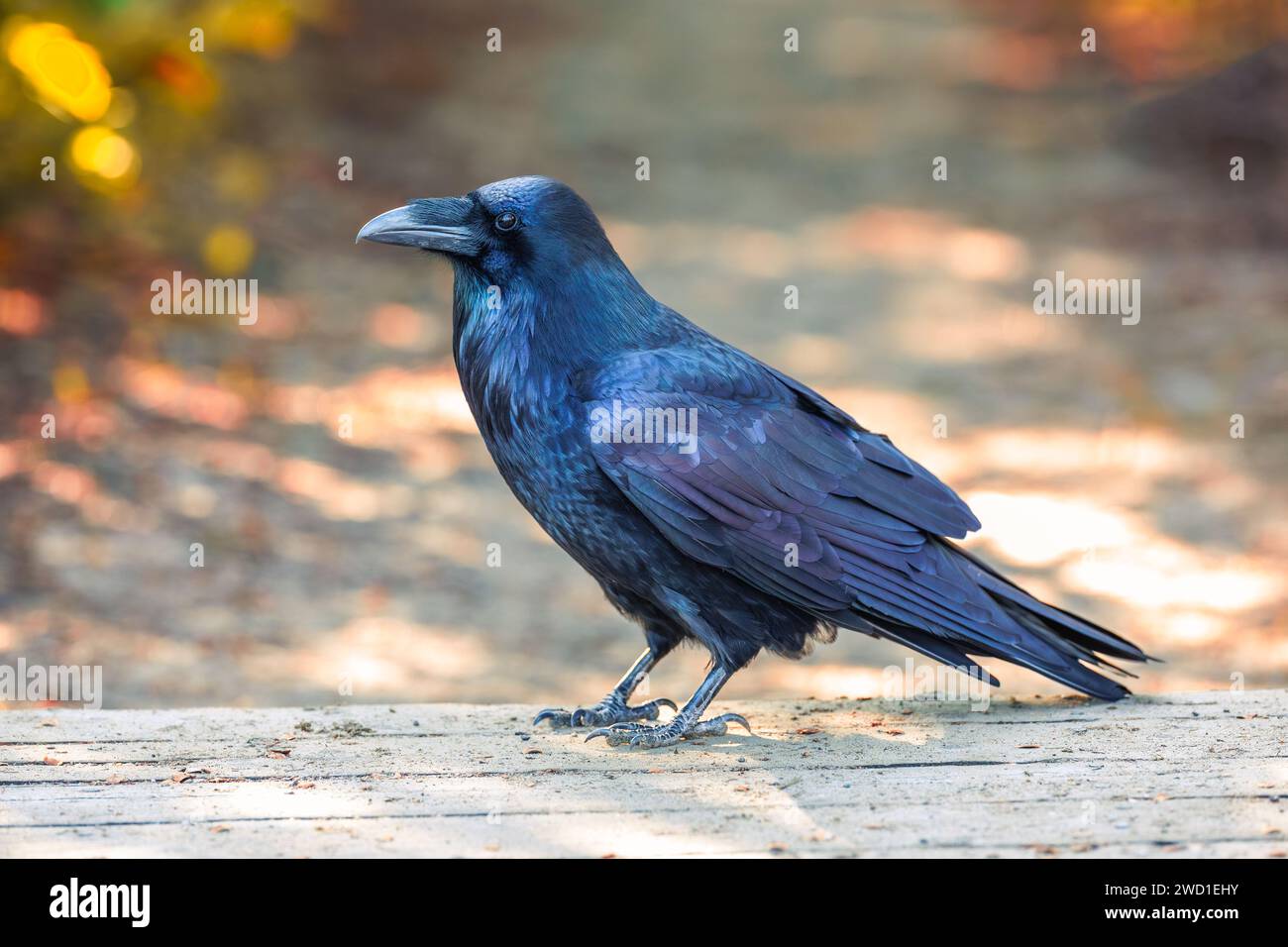 Woodland avifauna hi-res stock photography and images - Alamy