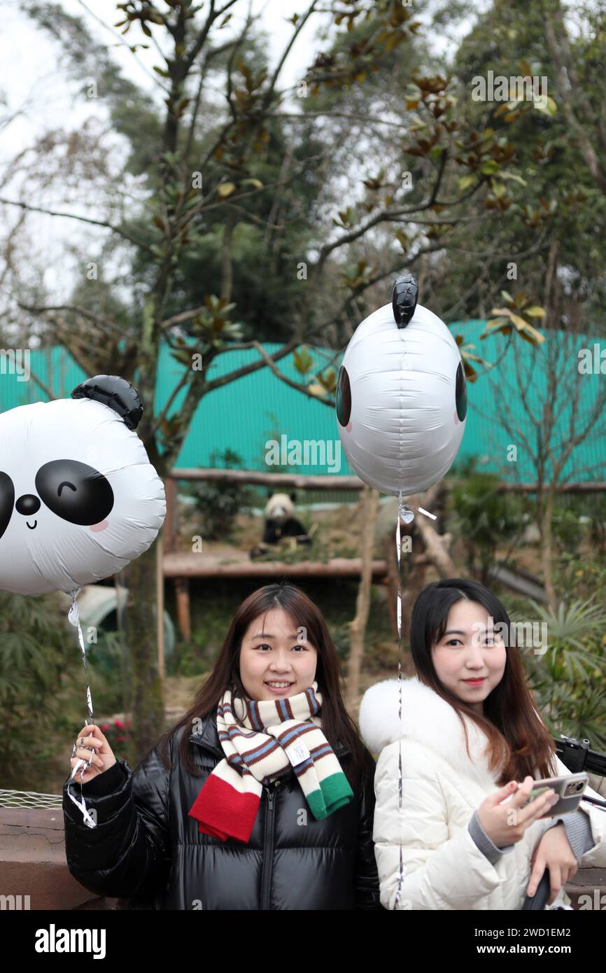CHONGQING, CHINA - JANUARY 18, 2024 - Tourists pose for photos with giant panda "Ai Lian" in ...