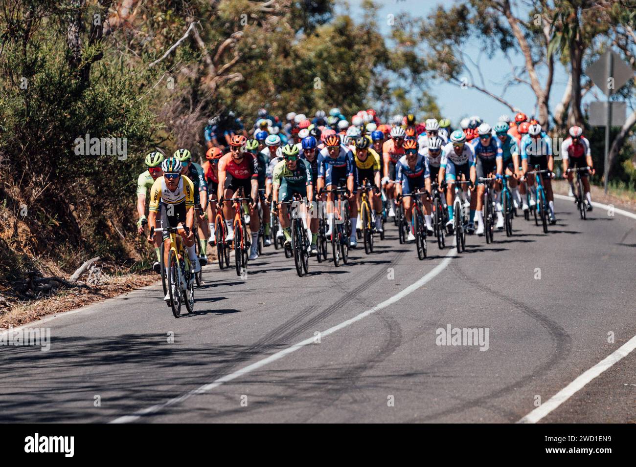 Adelaide, Australia. 18th Jan, 2024. Picture by Zac Williams/SWpix.com ...