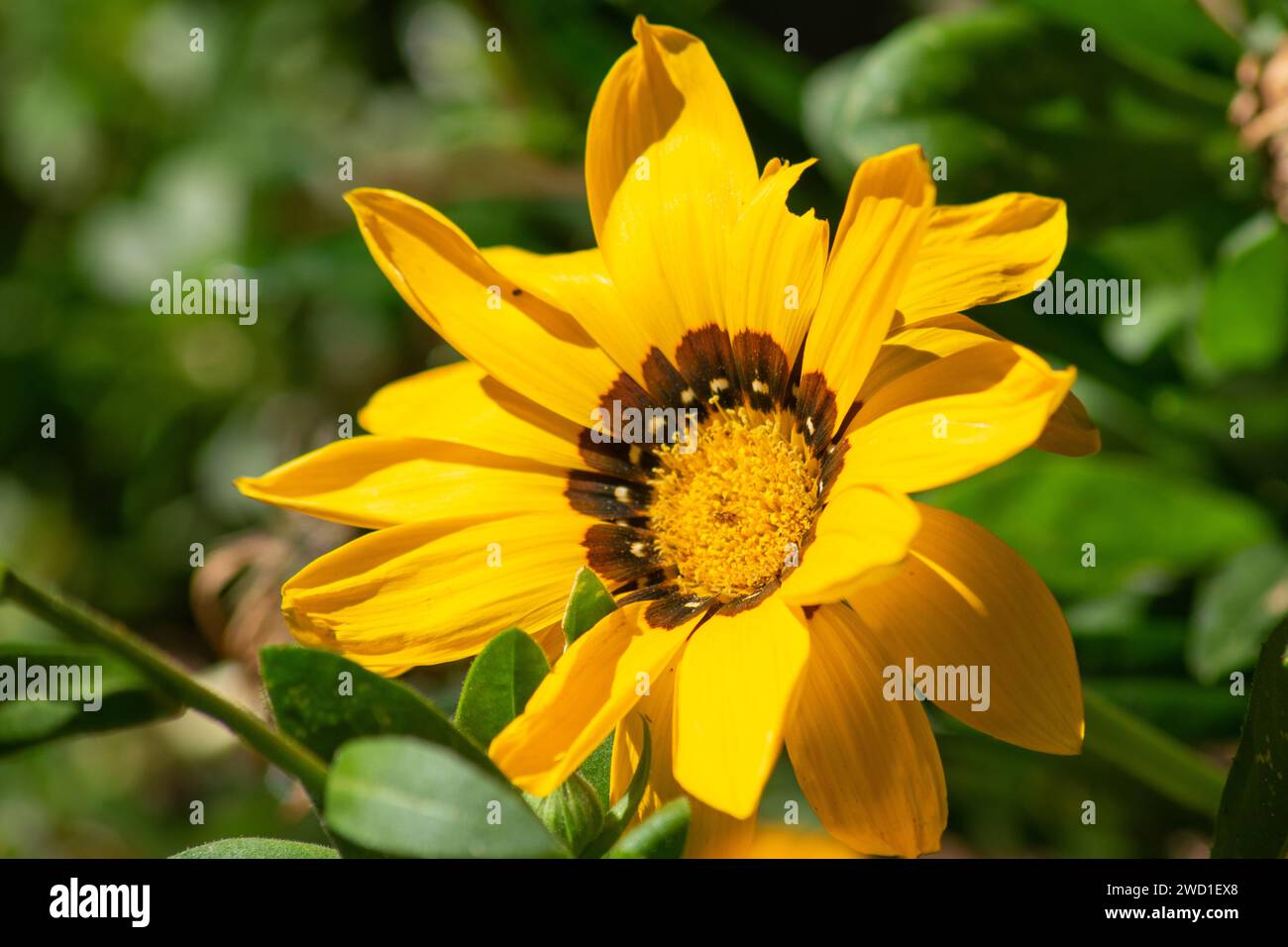A giant yellow daisy, with large petals and open to the sun Stock Photo ...