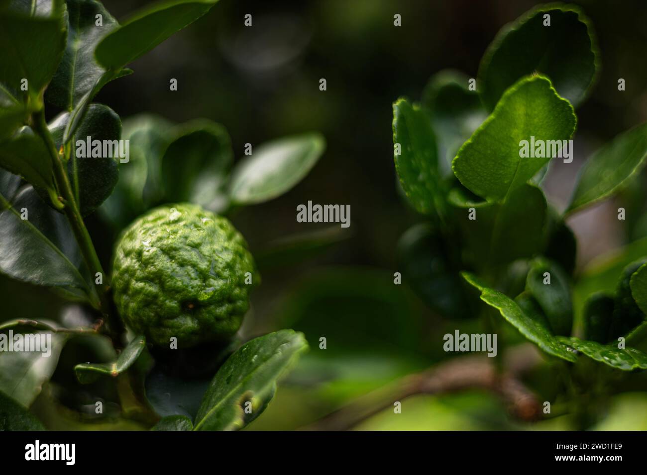 Bergamot, citrus herb, leaves used in cooking to add aroma on blur ...