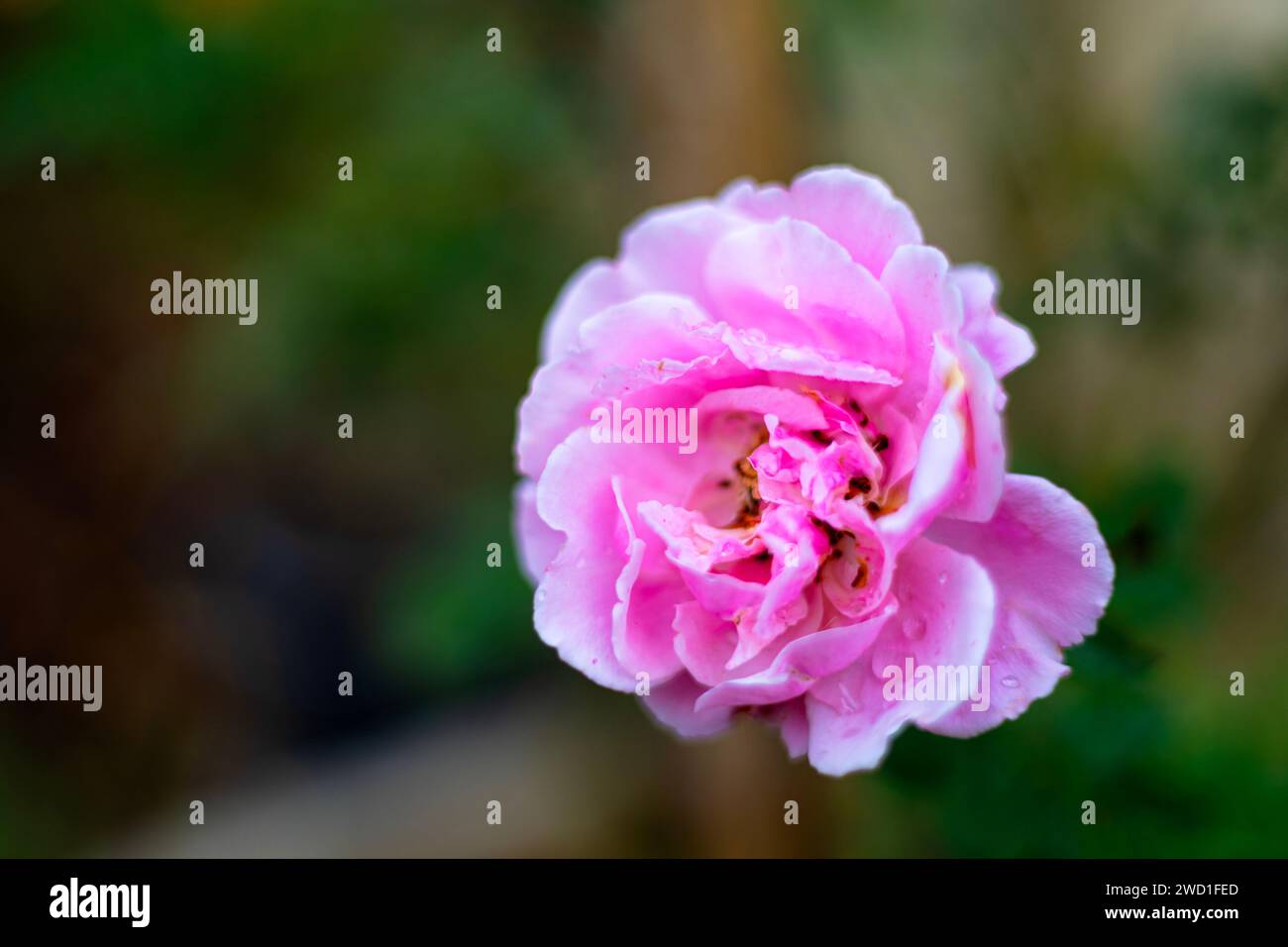 The rose blooms in the morning sun in the beautiful garden. Beautiful ...