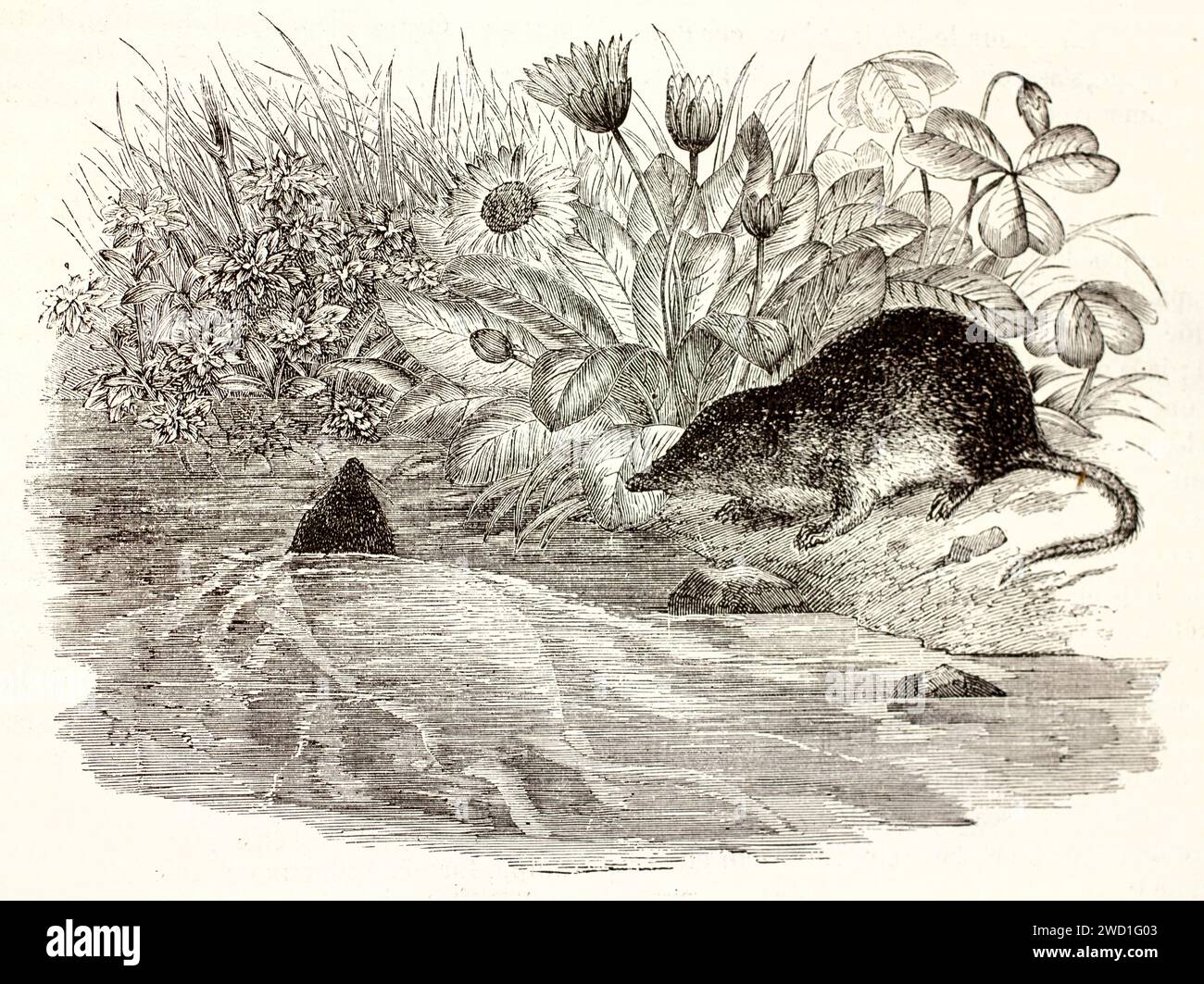 Eurasian water shrews (Neomys fodiens), one swimming and one on the ...