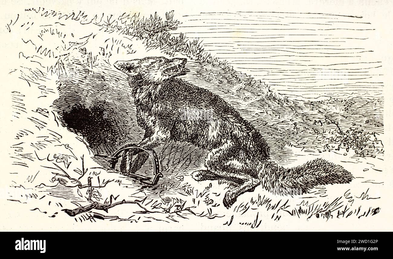 Old engraved illustration of a fox in a trap. Created by Prunaire ...