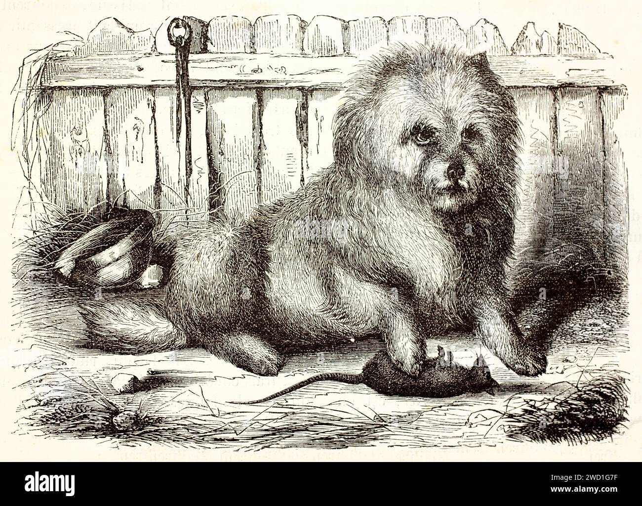 Picture rat retro hi-res stock photography and images - Alamy