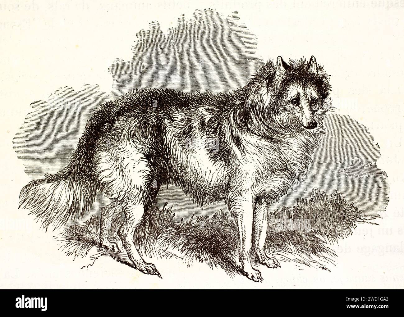 Old engraved illustration of Hare Indian dog. Created by Gray ...