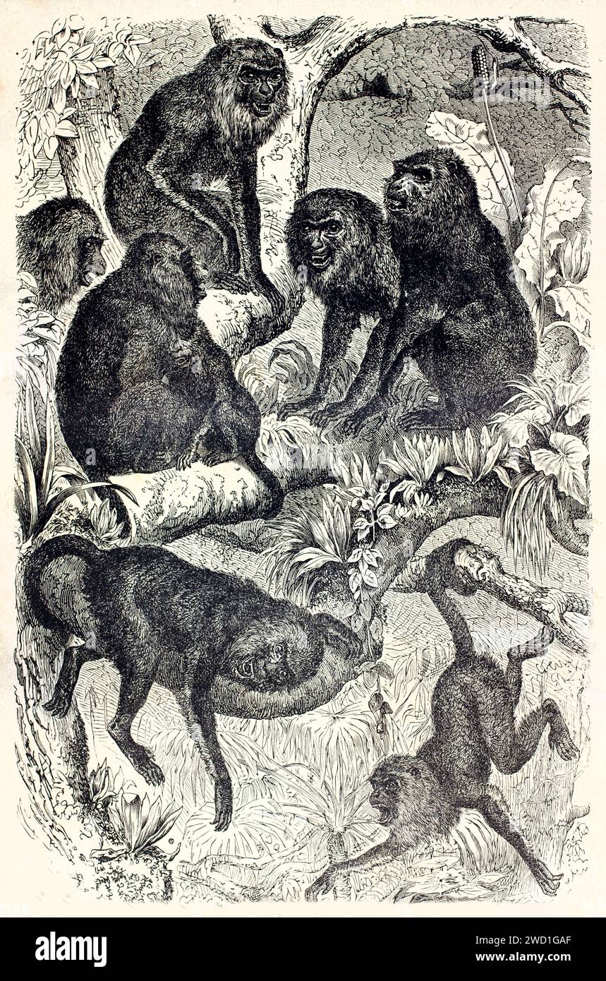 Old engraved illustration of a pack of Howler monkeys in the jungle ...