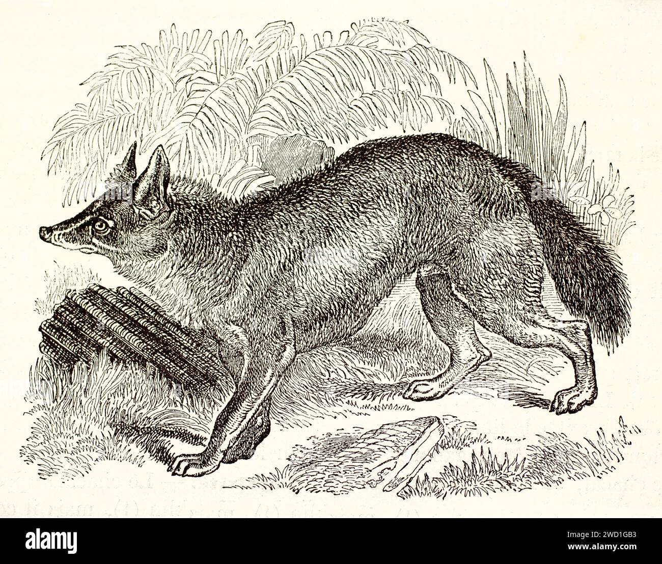 Old engraved illustration of a Jackal. By unknown author, published on ...