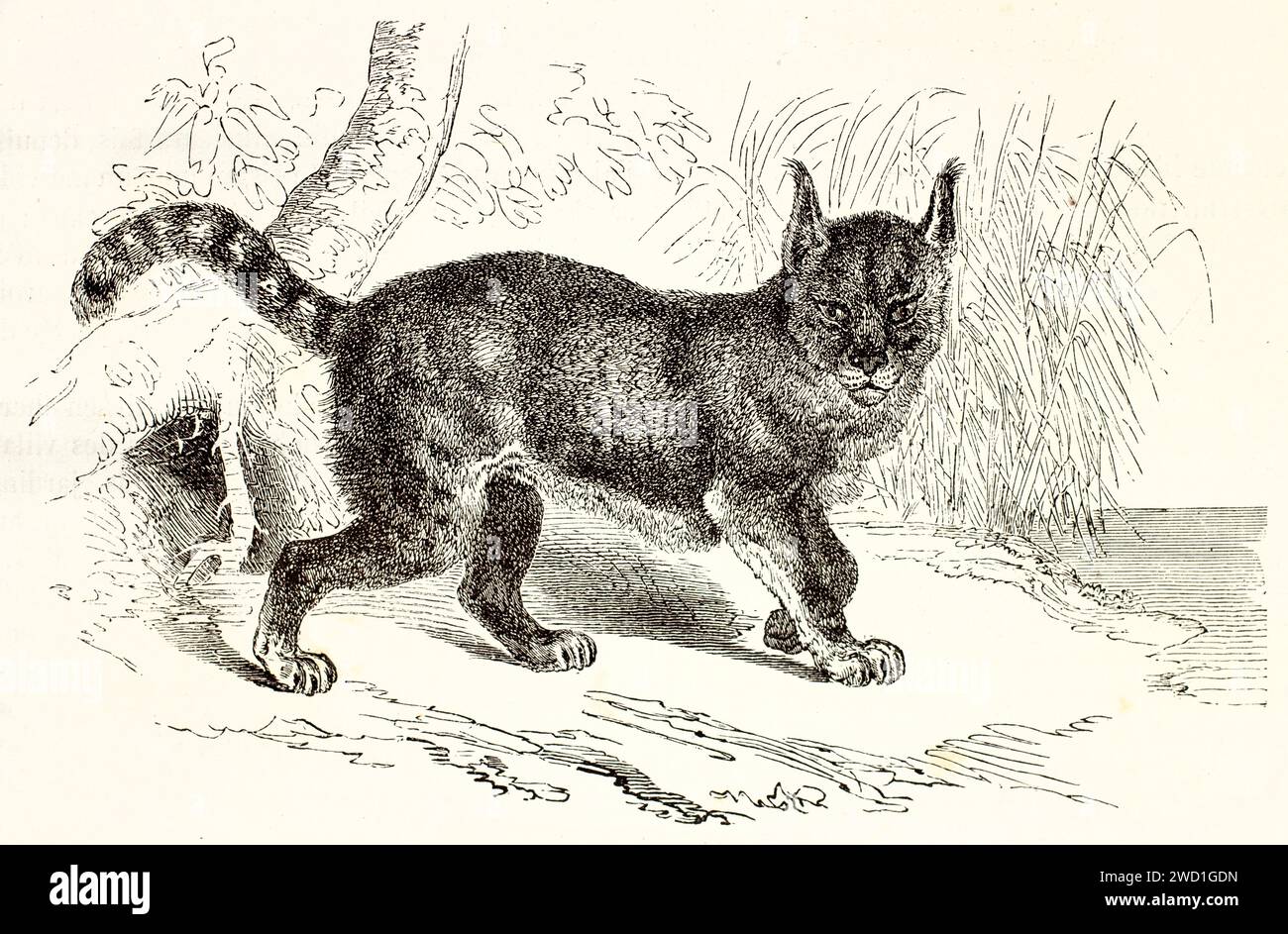 Old engraved illustration of a Jungle Cat. Created by Kertschmer and ...