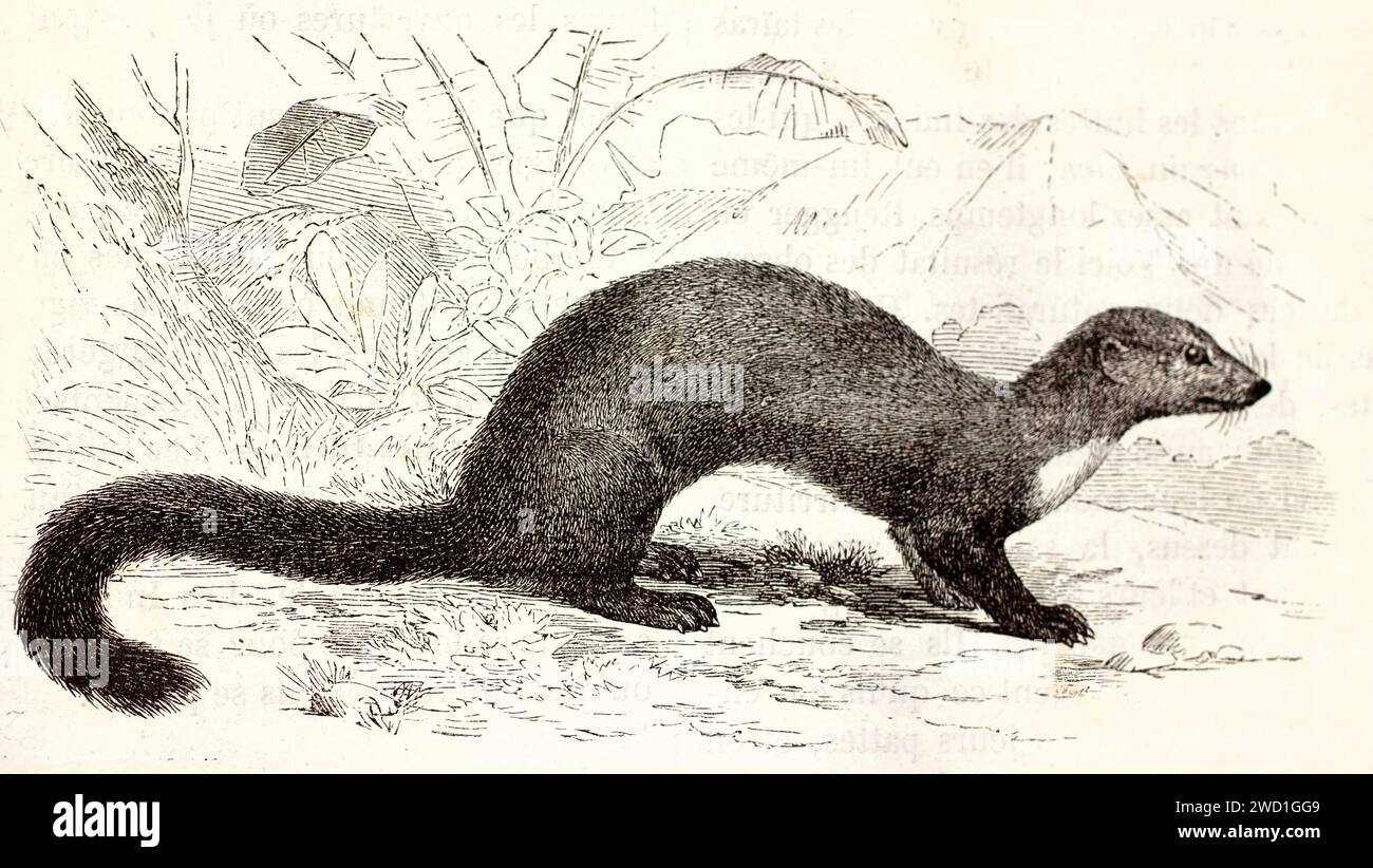 Old engraved illustration of Lesser Grison. Created by Zimmermann ...