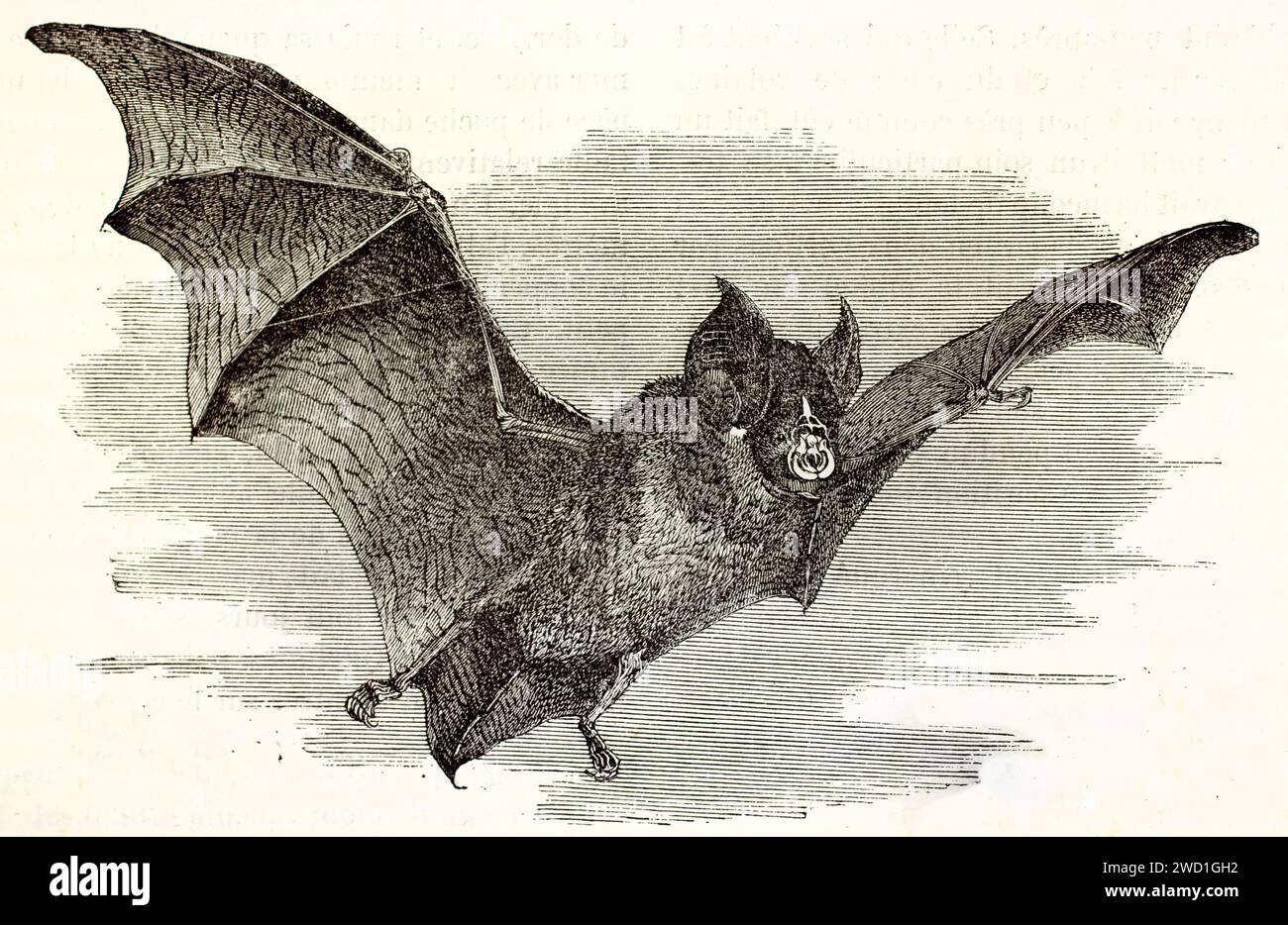 Old engraved illustration of Lesser horseshoe bat. Created by ...