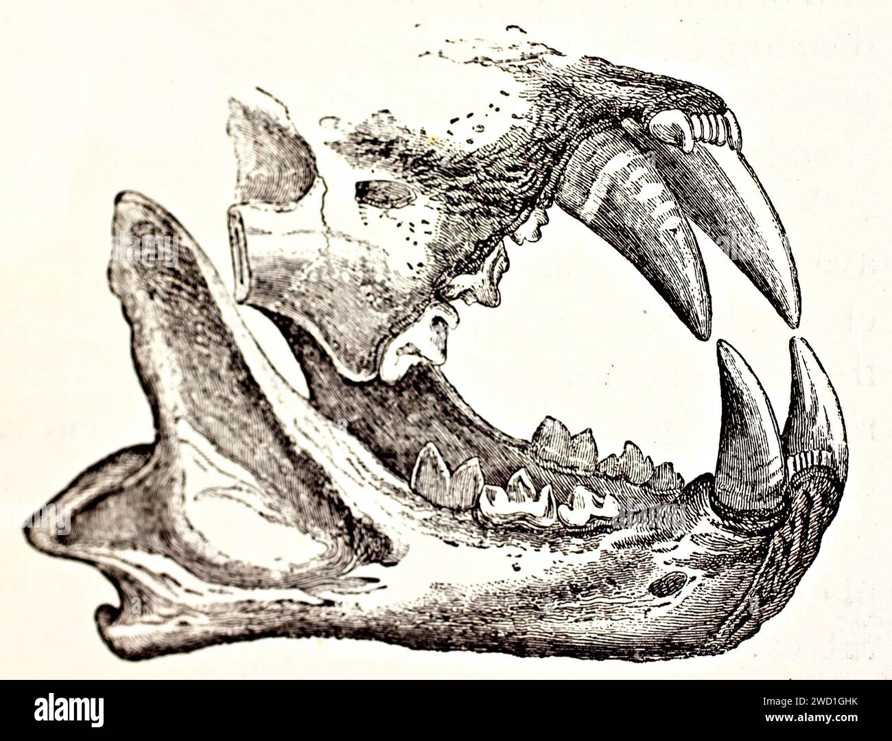 Animal jaw drawing hi-res stock photography and images - Alamy