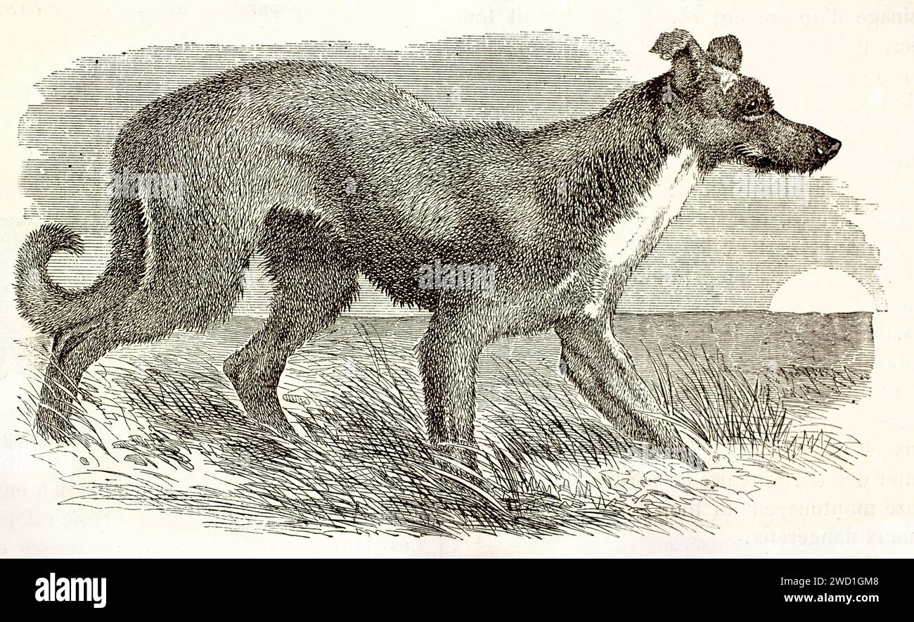 Lurcher hunting hi-res stock photography and images - Alamy