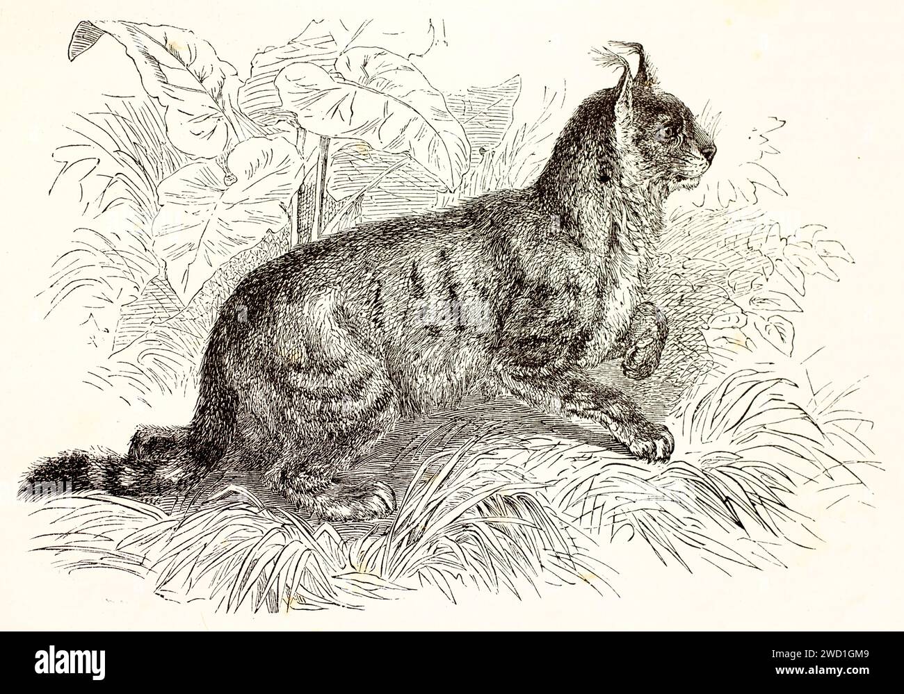Old engraved illustration of a Lynx side view. Created by Kretschmer ...