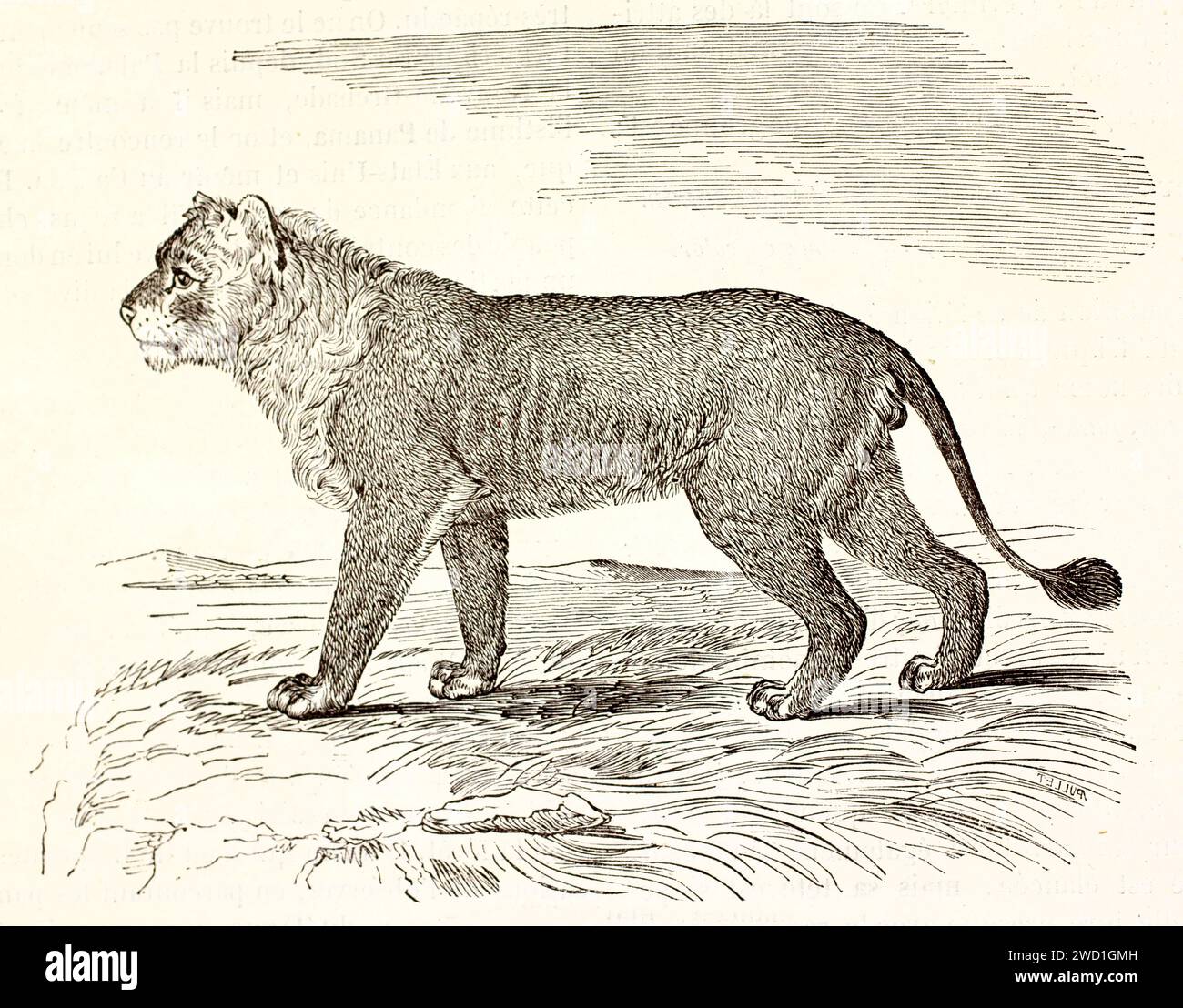 Maneless lion hi-res stock photography and images - Alamy