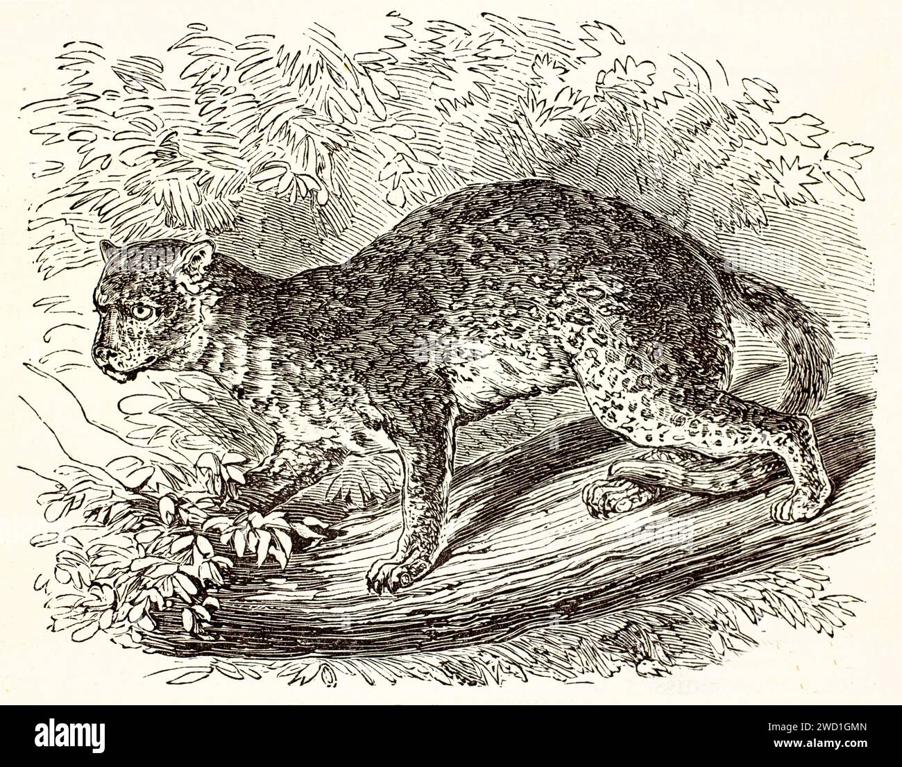 Old engraved illustration of Marbled cat (Pardofelis marmorata). By ...
