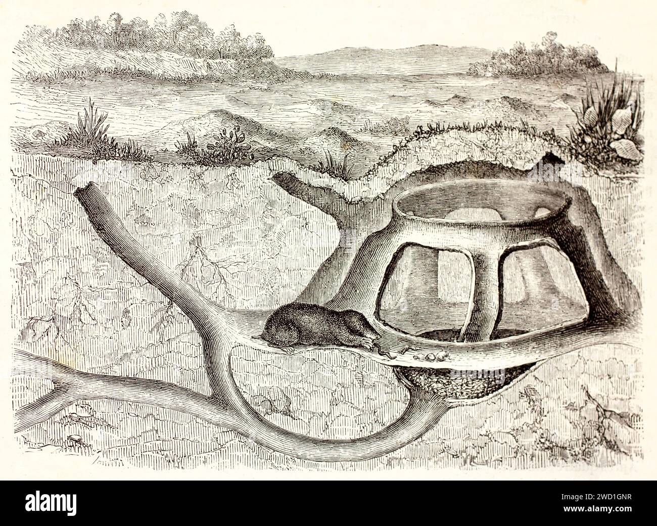 Old engraved illustration depicting molehill and below tunnel system ...