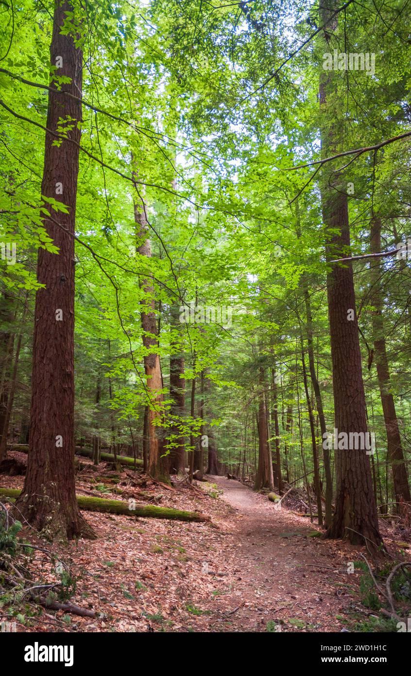 A Trail at Cook Forest State Park and Clarion River Lands in scenic ...