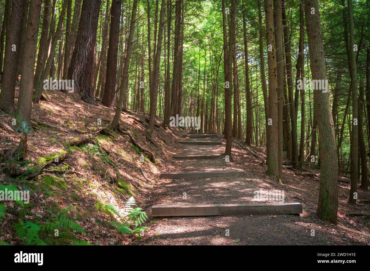 A Trail at Cook Forest State Park and Clarion River Lands in scenic ...