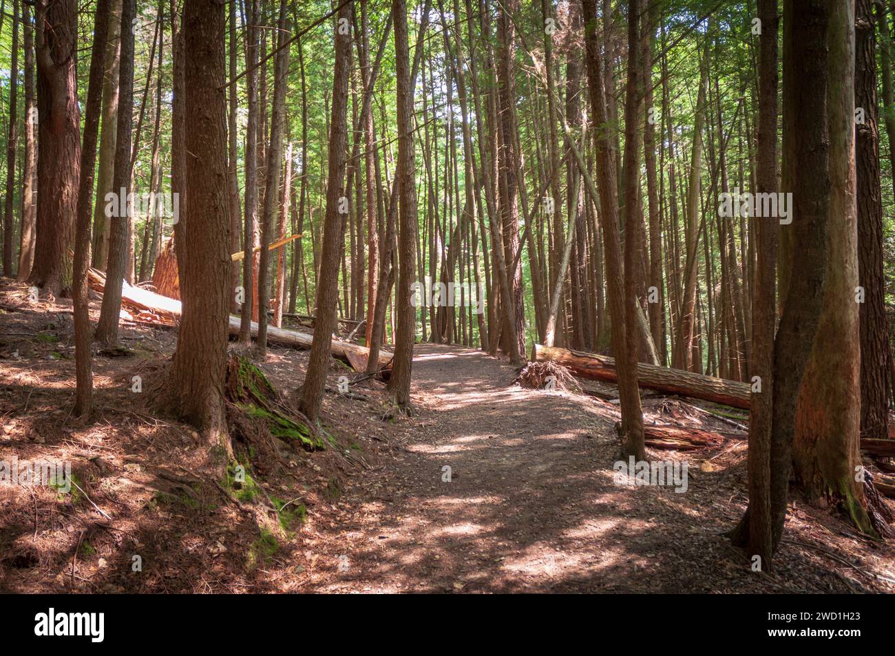A Trail at Cook Forest State Park and Clarion River Lands in scenic ...