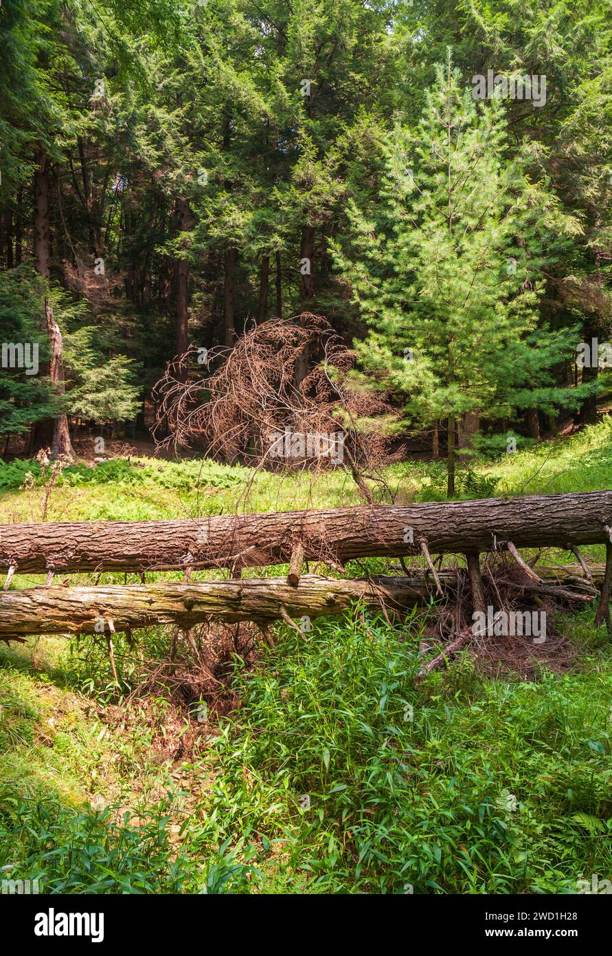 Cook Forest State Park and Clarion River Lands in scenic northwestern ...