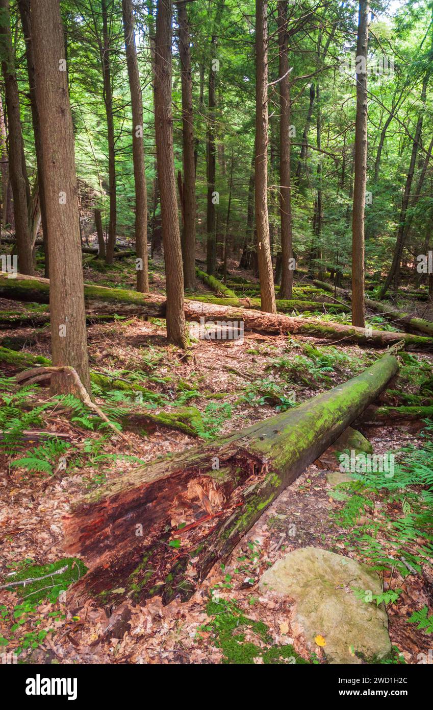 Cook Forest State Park and Clarion River Lands in scenic northwestern ...