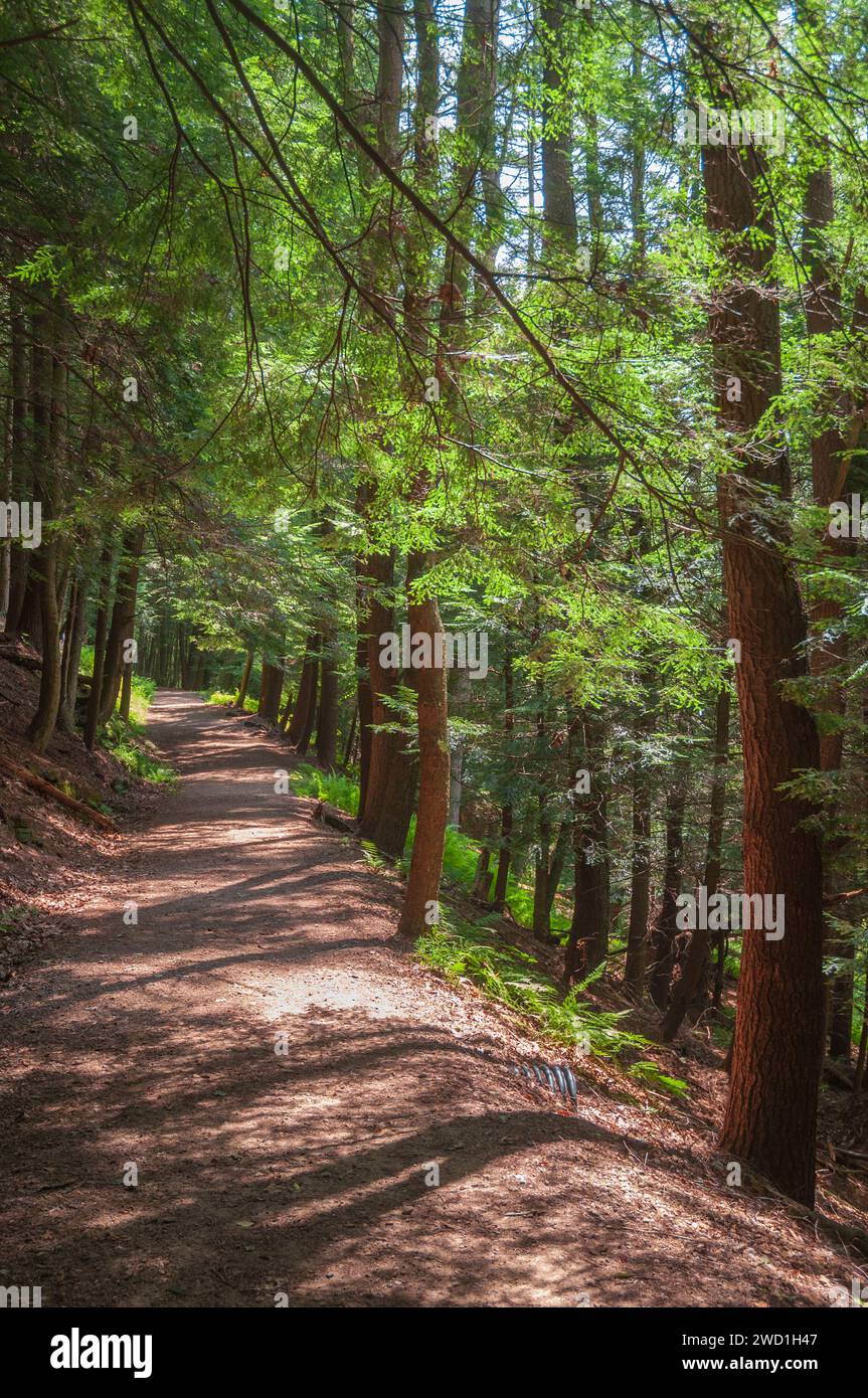 A Trail at Cook Forest State Park and Clarion River Lands in scenic ...