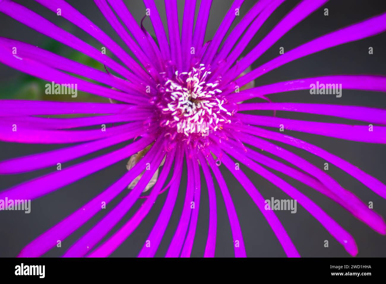 American beauty flower pink hi-res stock photography and images - Alamy