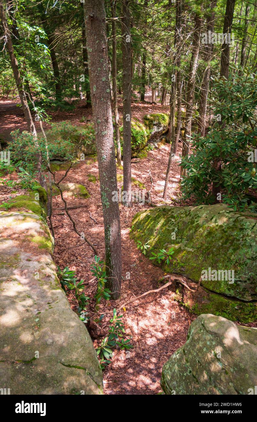 A Trail at Cook Forest State Park and Clarion River Lands in scenic ...