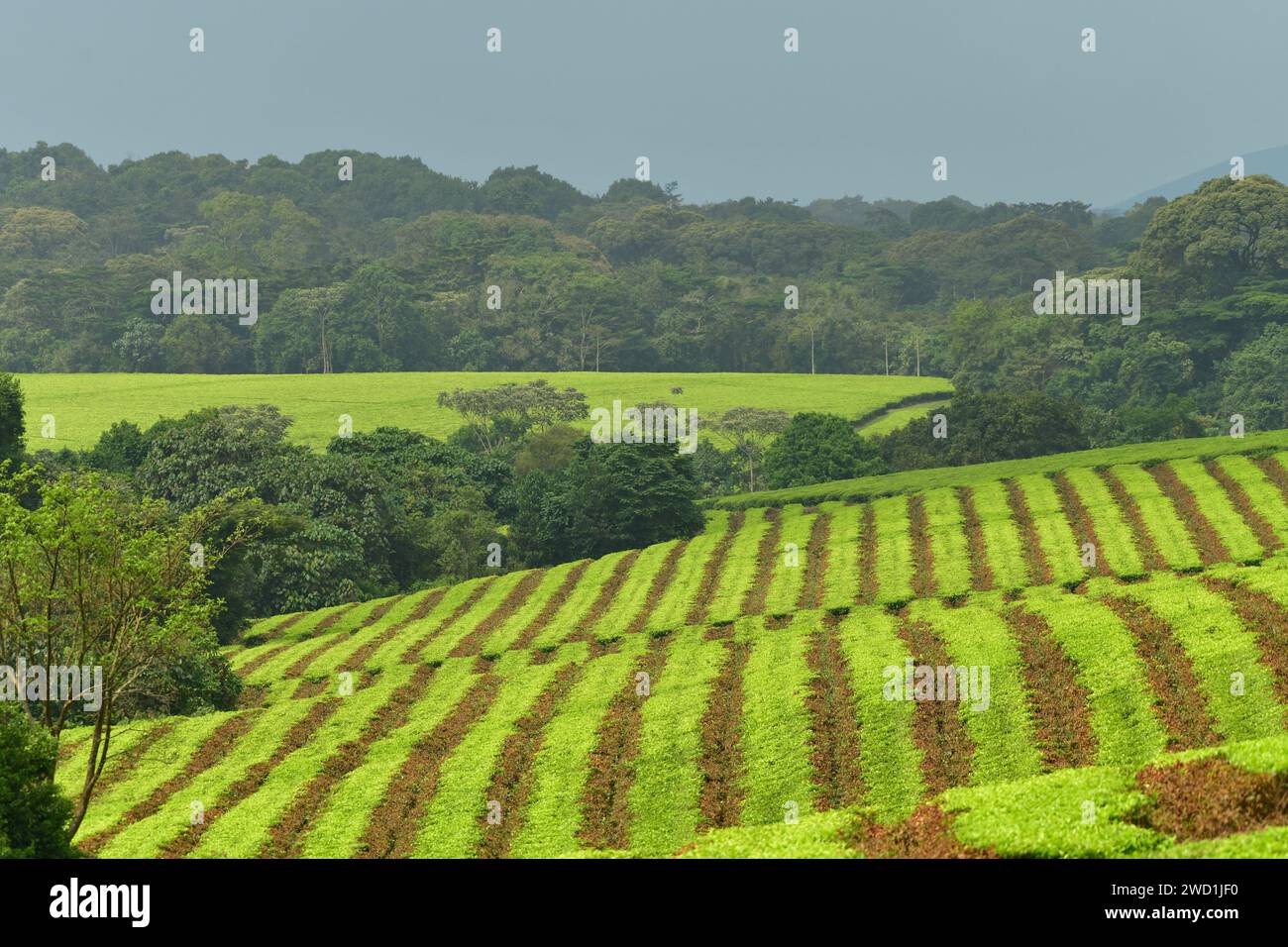 Uganda Tea Plantations Stock Photo - Alamy