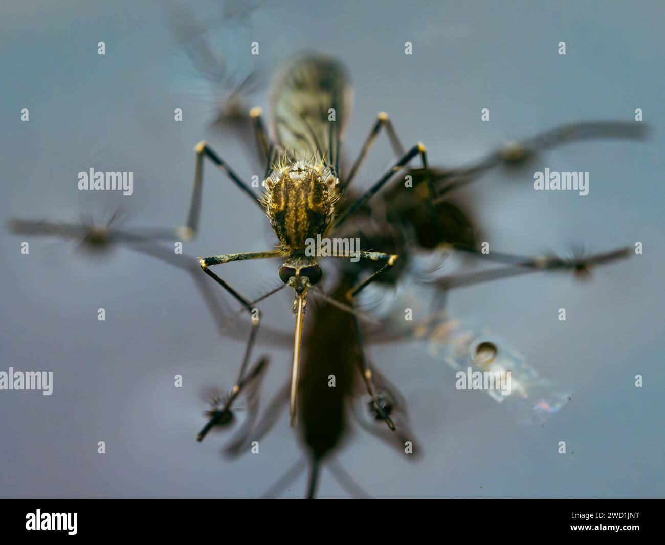 Insect reflection on water hi-res stock photography and images - Alamy