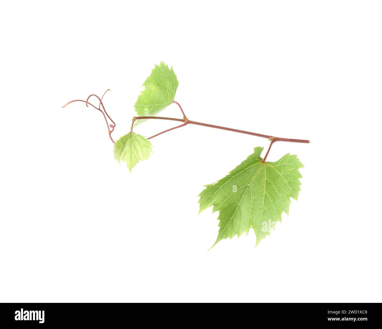 Grape vine with leaves isolated on white Stock Photo - Alamy