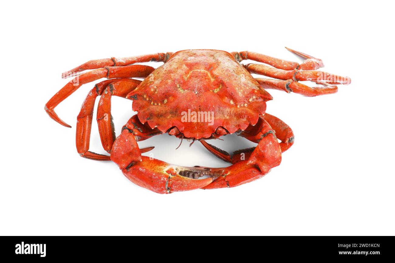 One delicious boiled crab isolated on white, top view Stock Photo - Alamy