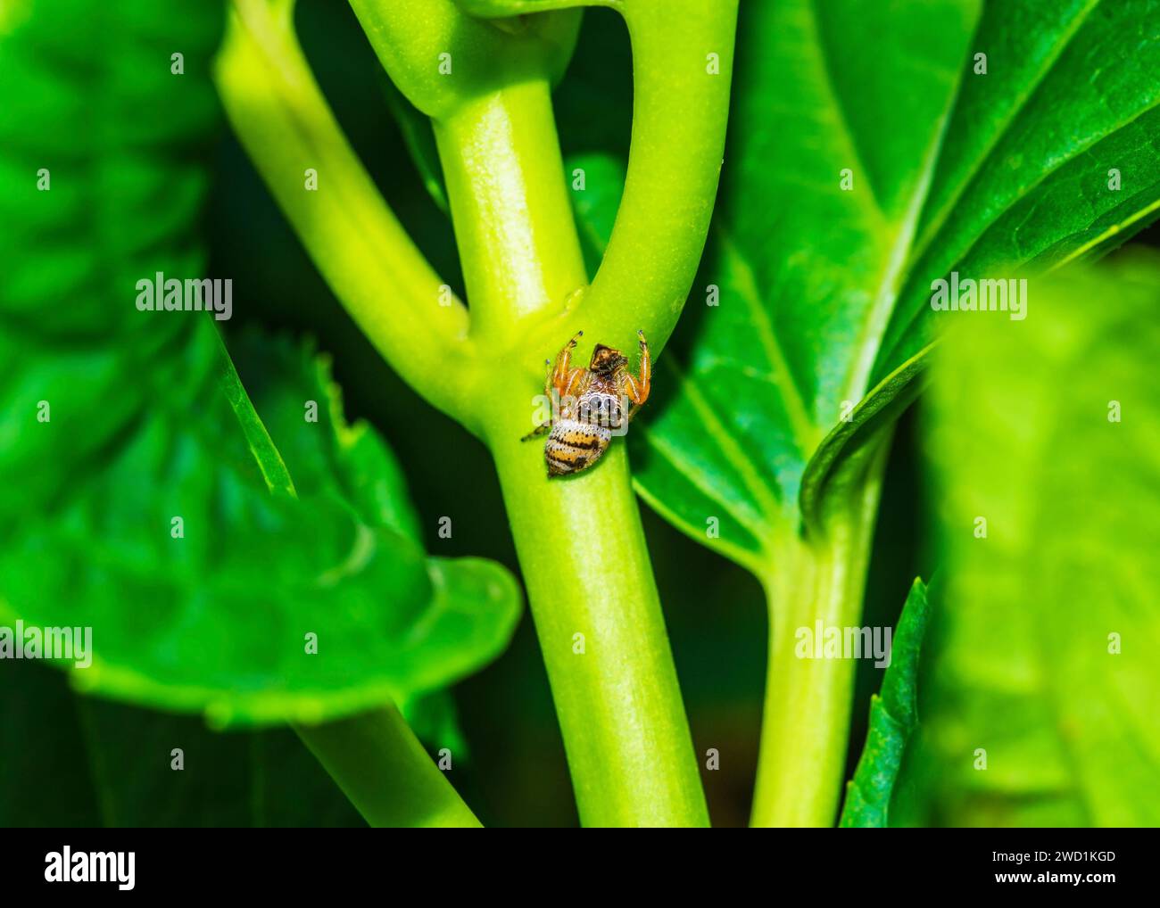Jumping Spider Skull Pattern Head Rare Very Few Sightings South Africa ...