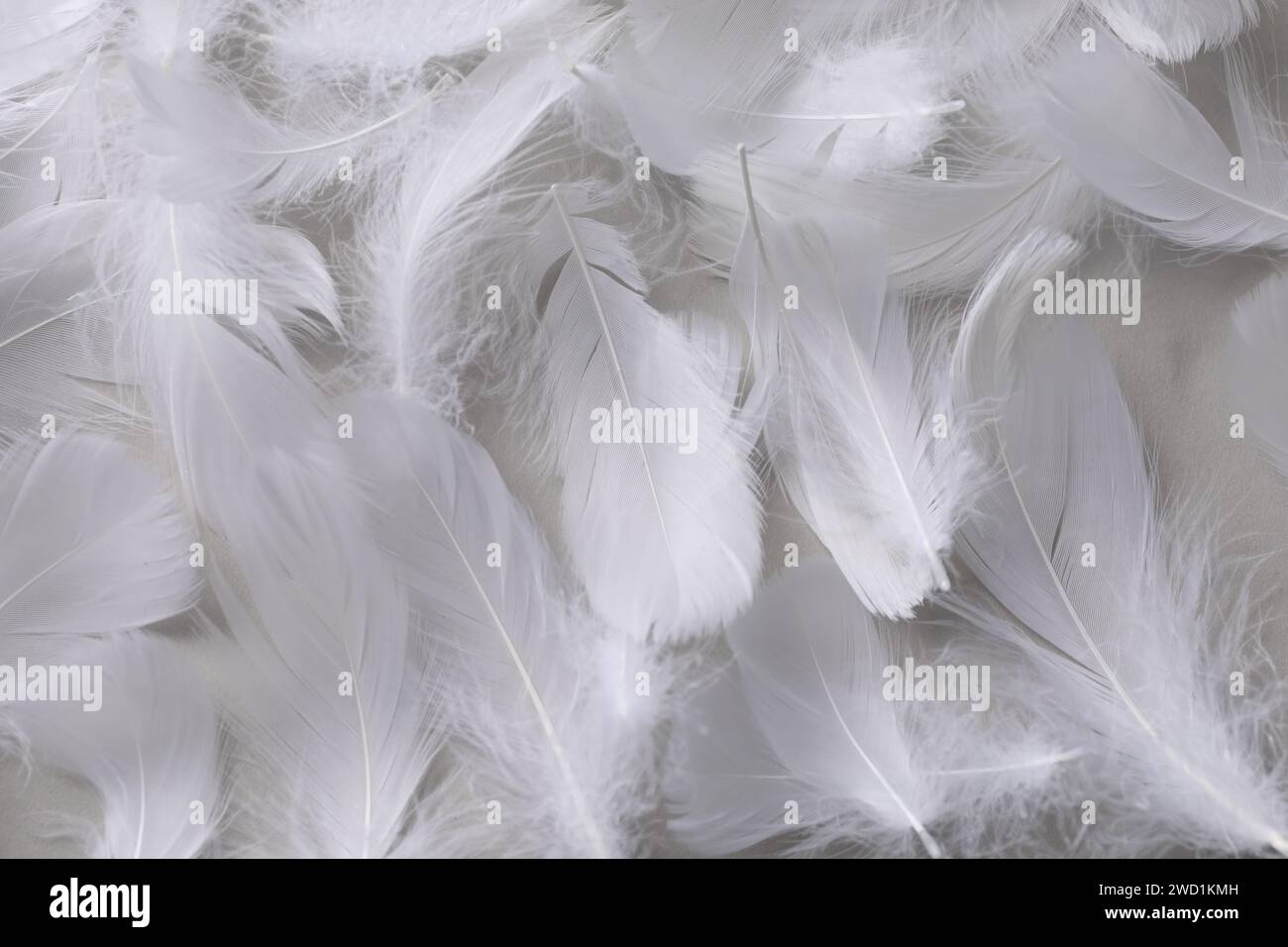 Fluffy white feathers as background, top view Stock Photo - Alamy