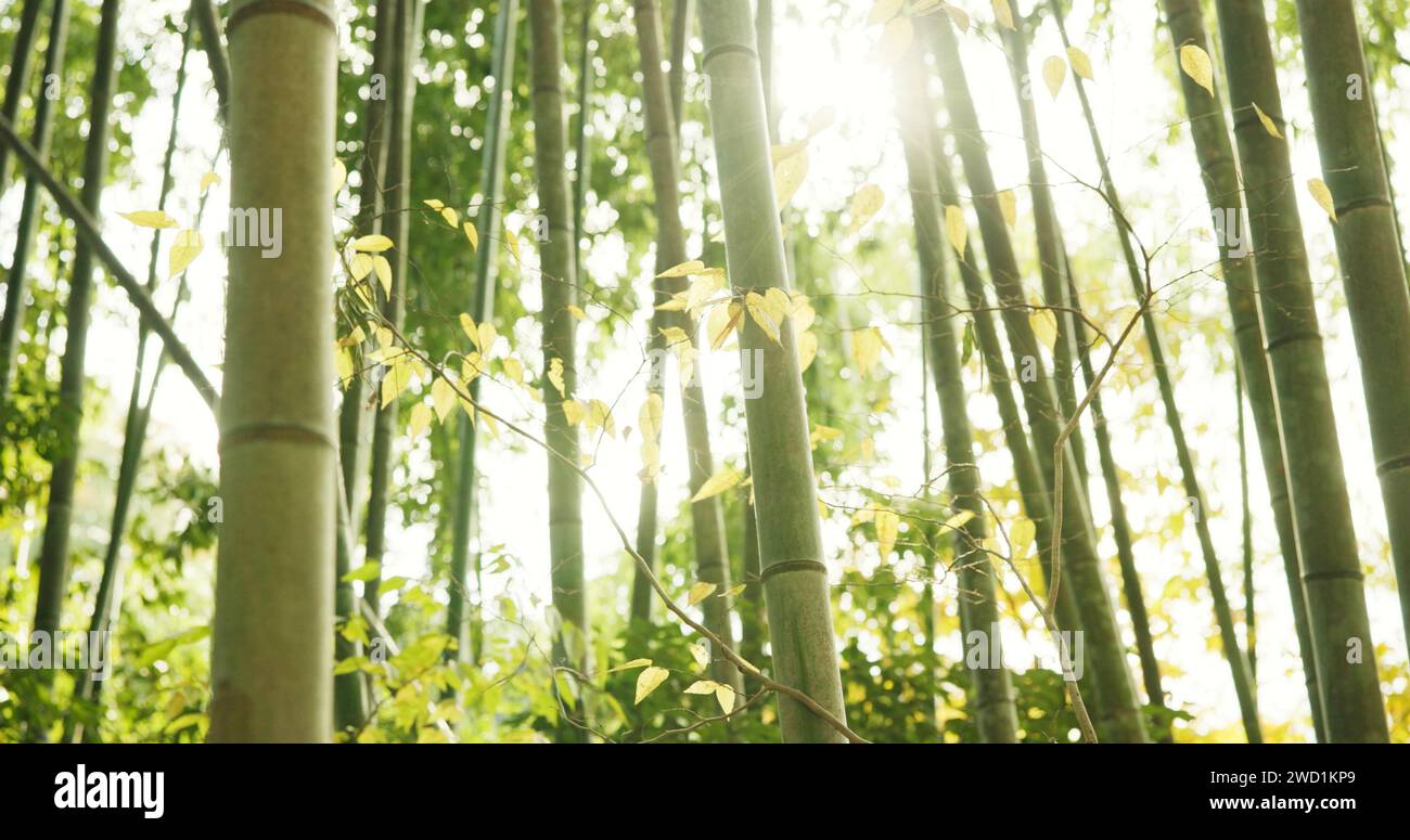 Bamboo, trees and plants in sustainable environment, ecology and ...
