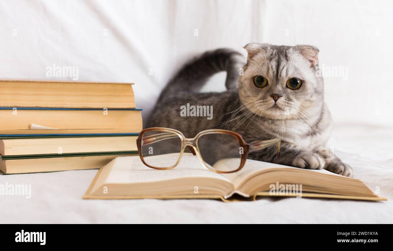 Stack of books and tabby cat hi-res stock photography and images - Alamy