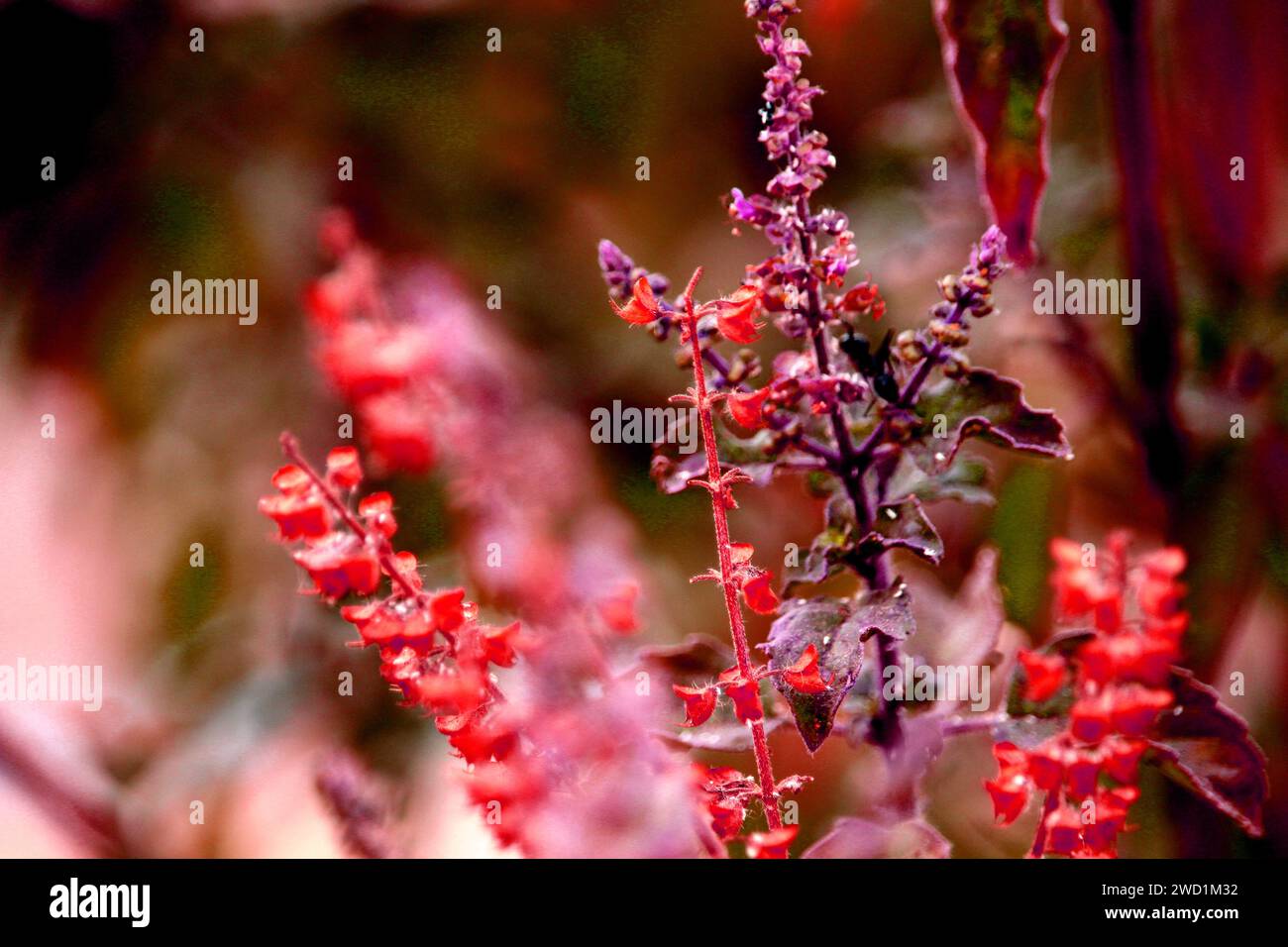 Close up of tulsi flower or seeds. Also known as holy basil ocimum ...
